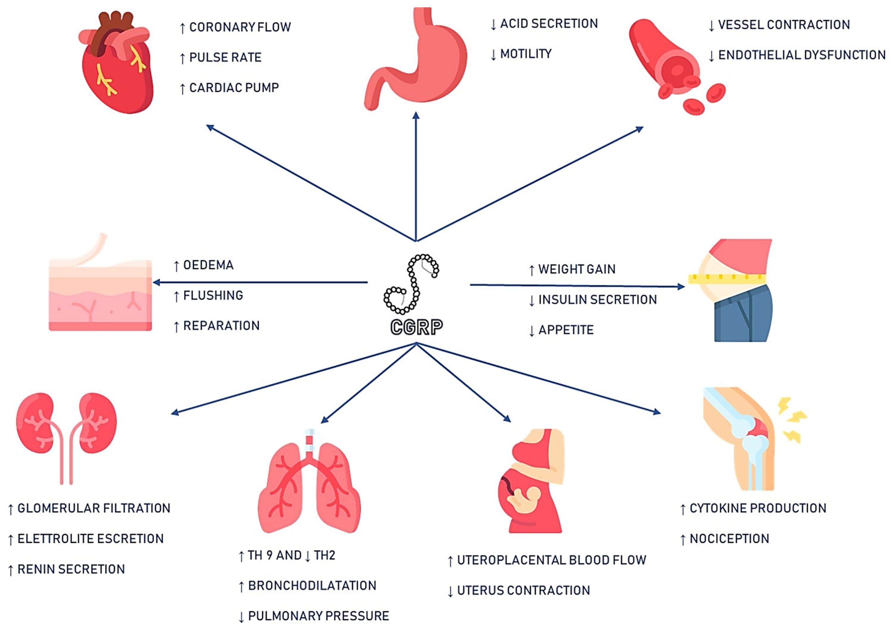 The Promise and Challenges of CGRP as a Migraine Biomarker – Cerebral ...